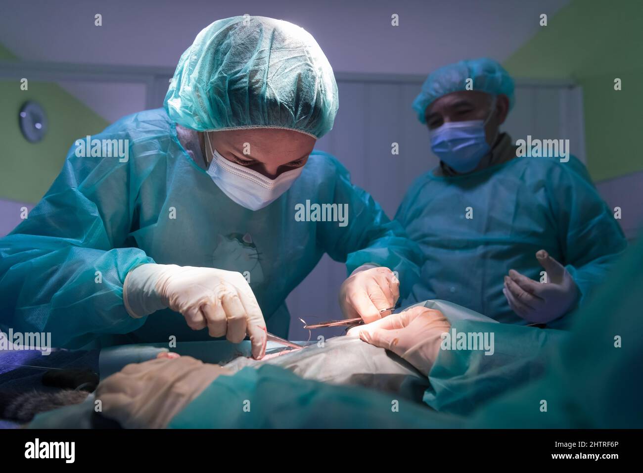Real abdominal surgery on a cat in a hospital setting Stock Photo - Alamy