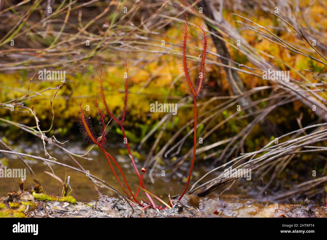 Fork-leaved sundew (Drosera binata), Tasmania, Australia Stock Photo ...