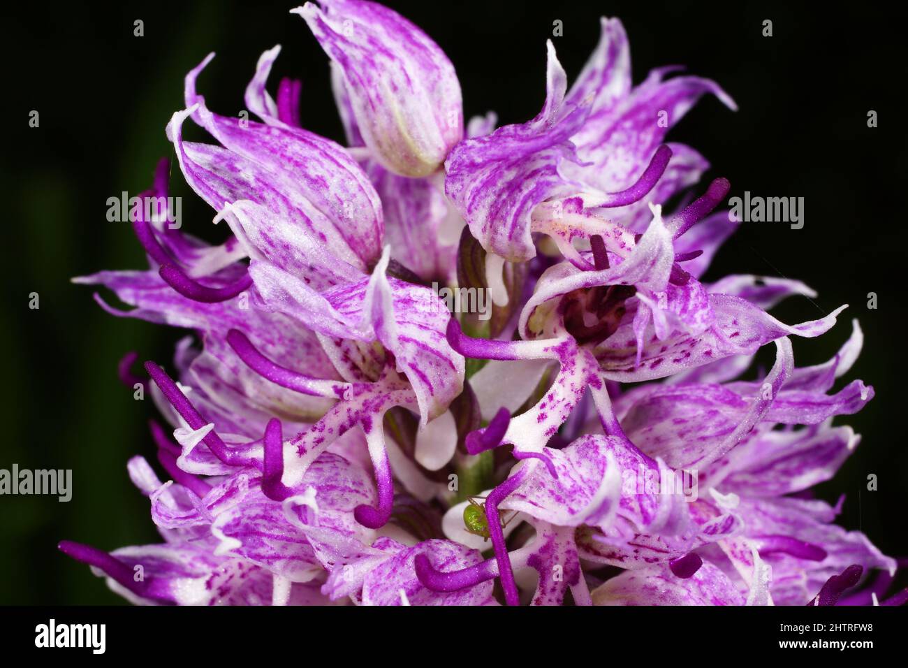 Close-up of monkey orchid (Orchis simia), black background, Crete ...