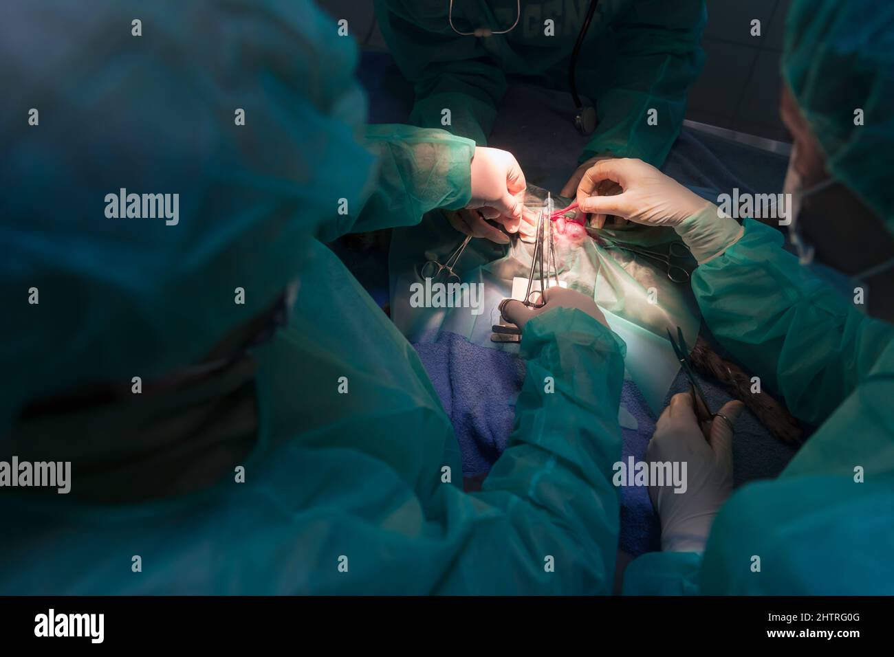 A surgeon and veterinarians team performing castration or sterilization ...