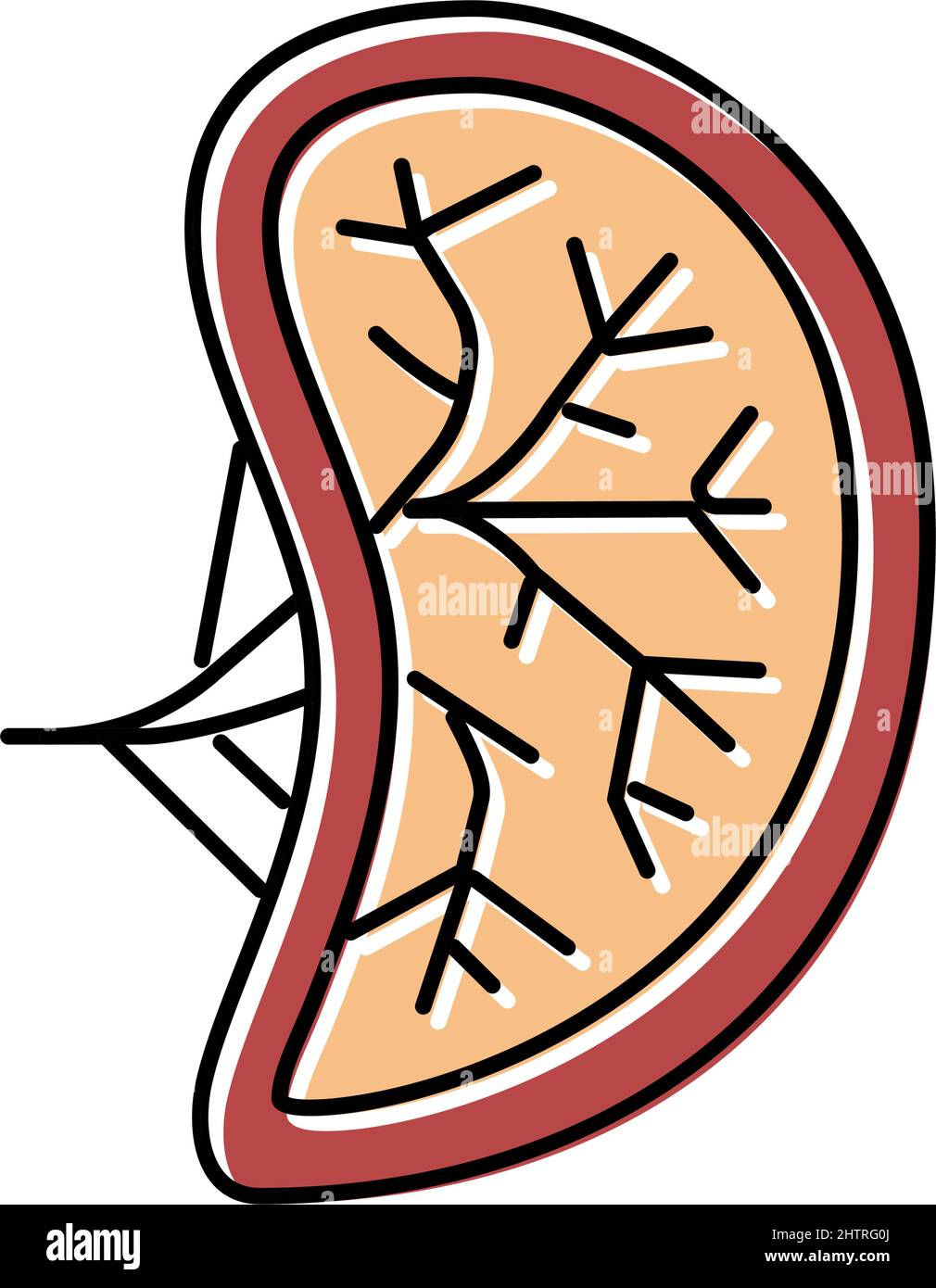 spleen human organ color icon vector illustration Stock Vector Image ...