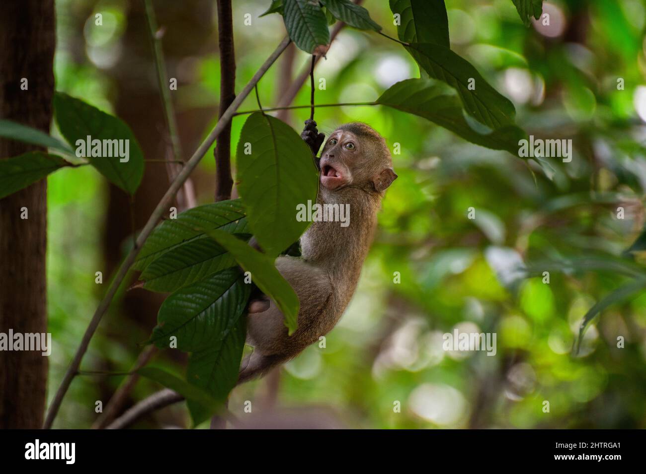 Shallow focus of a Southern pig-tailed macaque monkey hanging on a twig ...