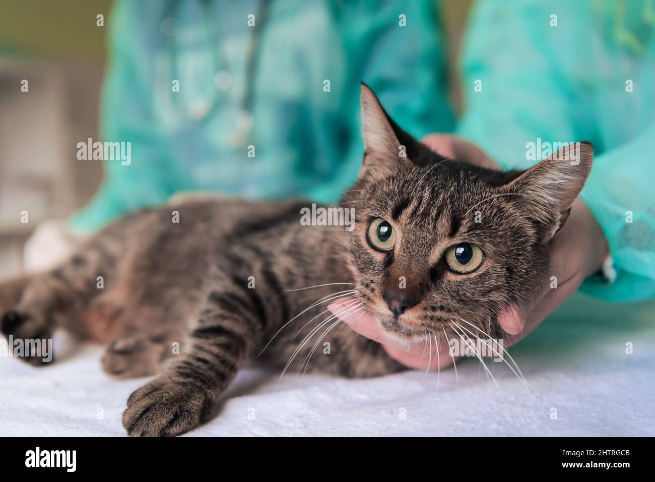 Veterinarian measuring the temperature of little kitten Stock Photo - Alamy