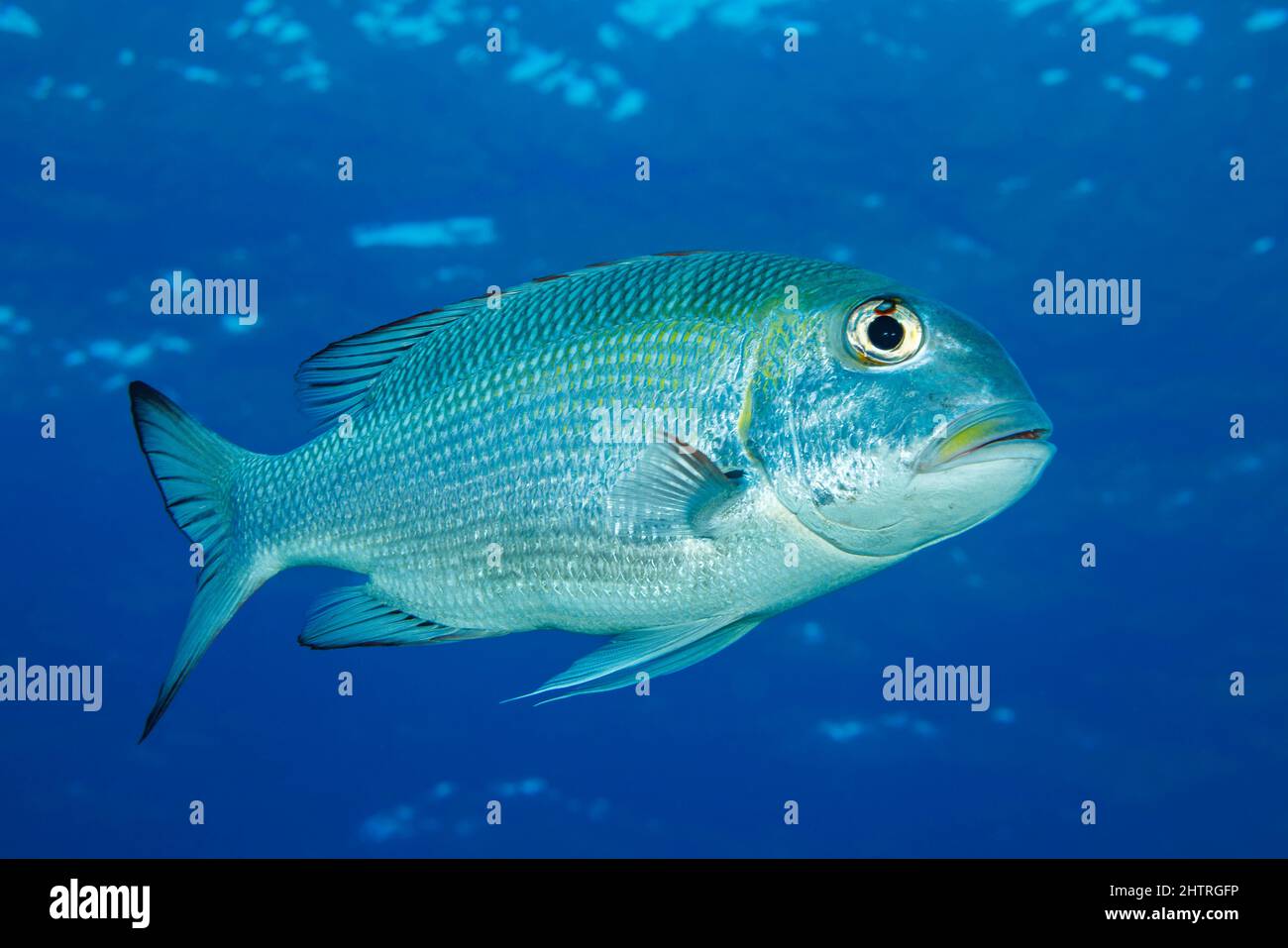 Bigeye emperor, Monotaxis grandoculis, can be found in groups, hovering ...