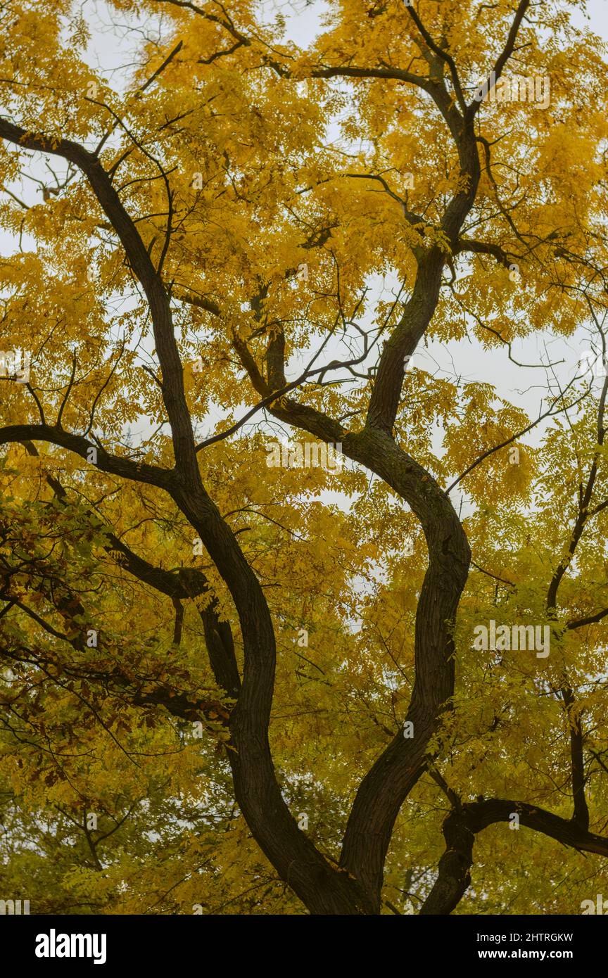 Vertical shot of autumn maple tree in an european urban park Stock ...