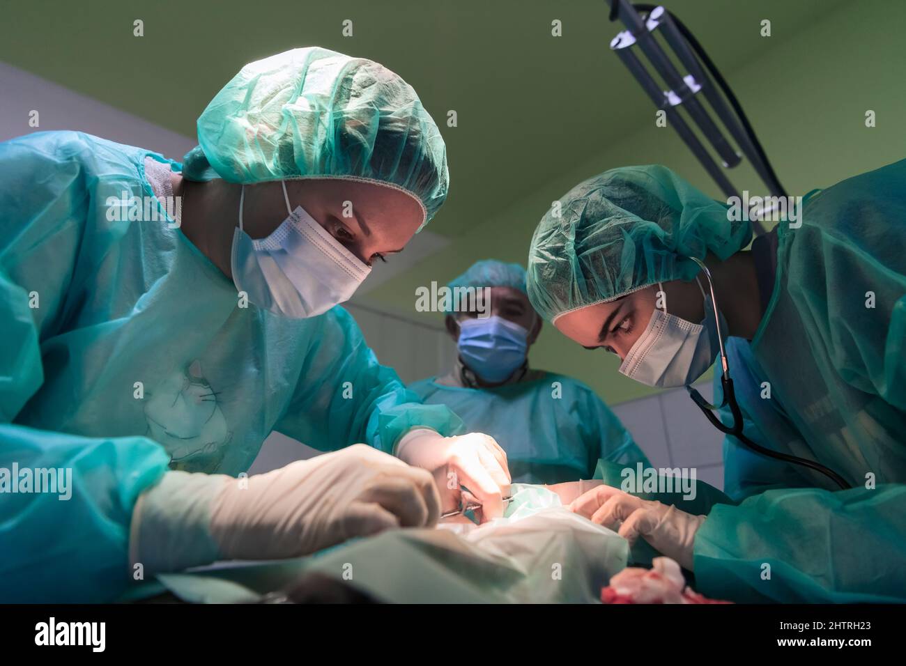 Real abdominal surgery on a cat in a hospital setting Stock Photo - Alamy