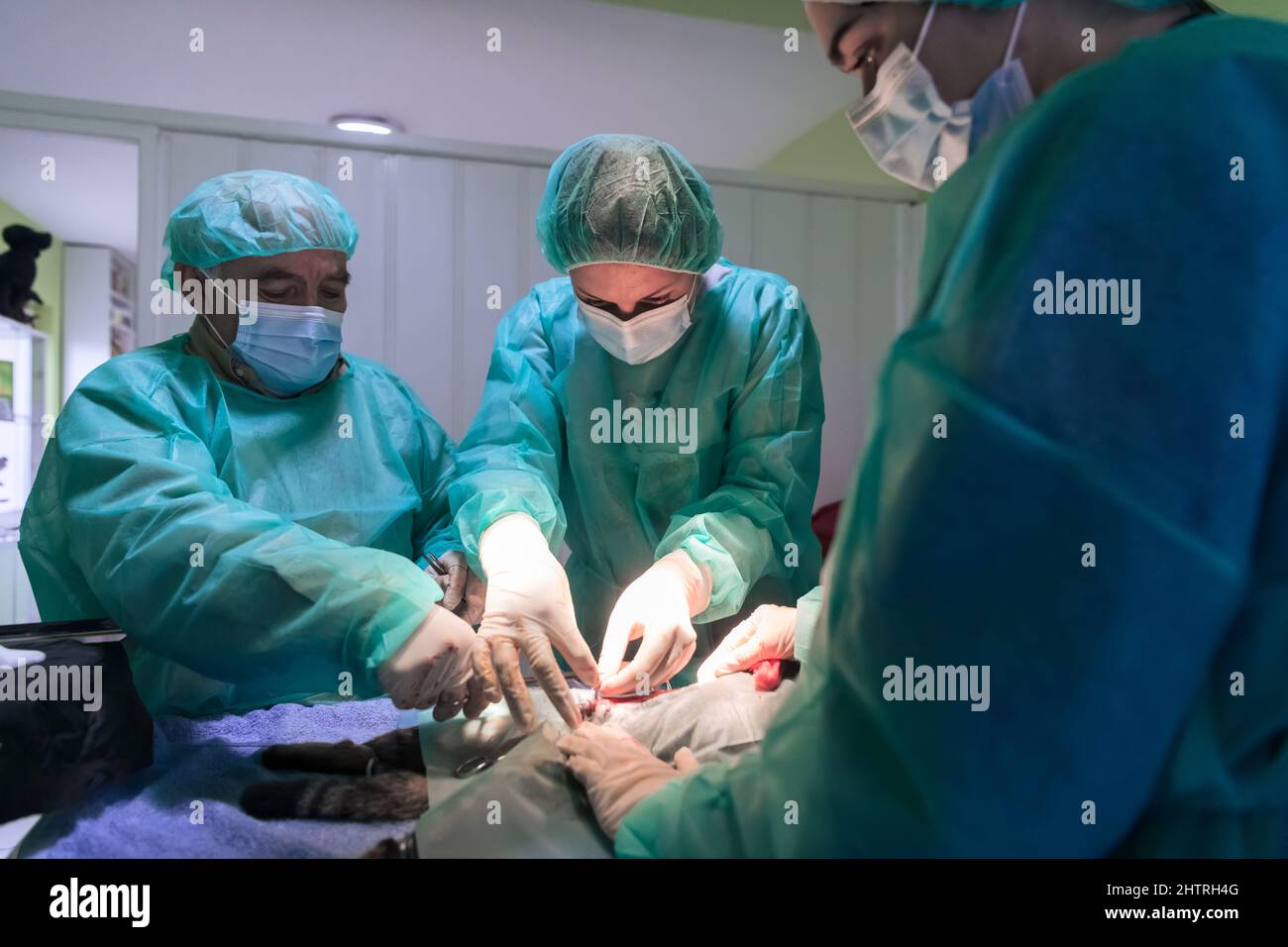 Real abdominal surgery on a cat in a hospital setting Stock Photo - Alamy