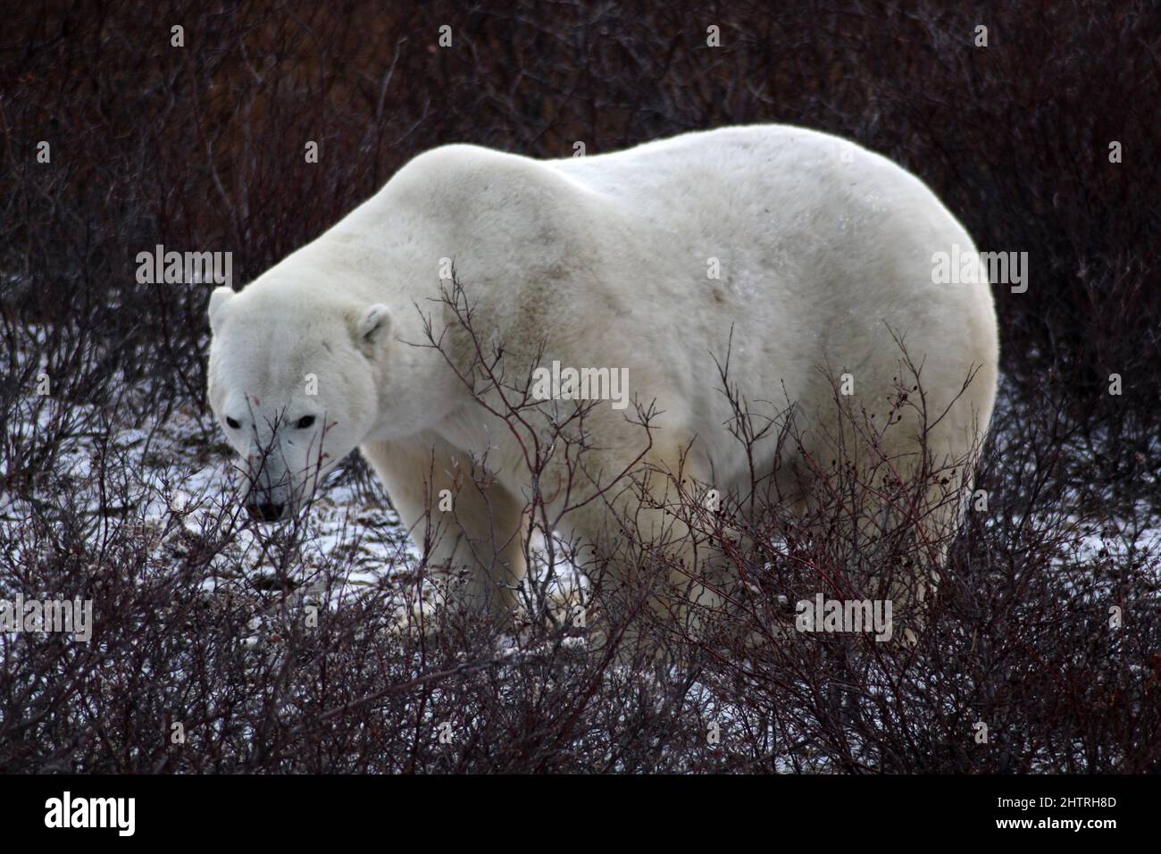Manitoba fauna hi-res stock photography and images - Alamy