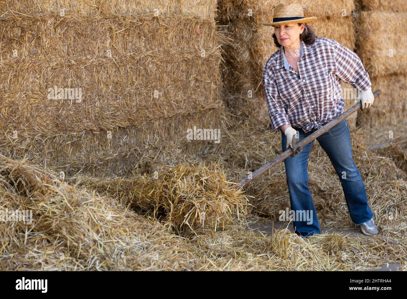 Elderly female farmer works near haystacks Stock Photo - Alamy