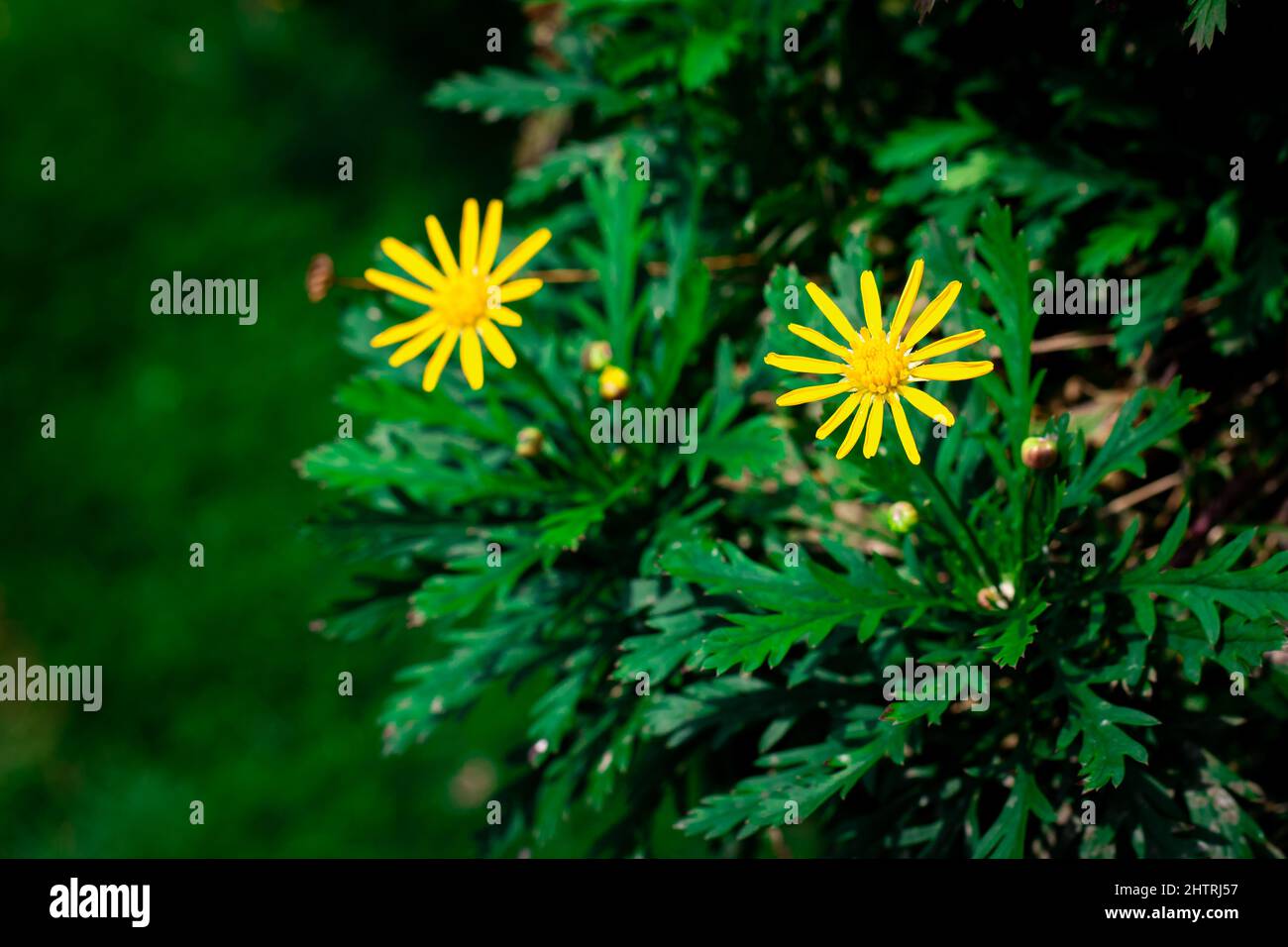 View of common wild flower named Jacobaea vulgaris. Also known as ...