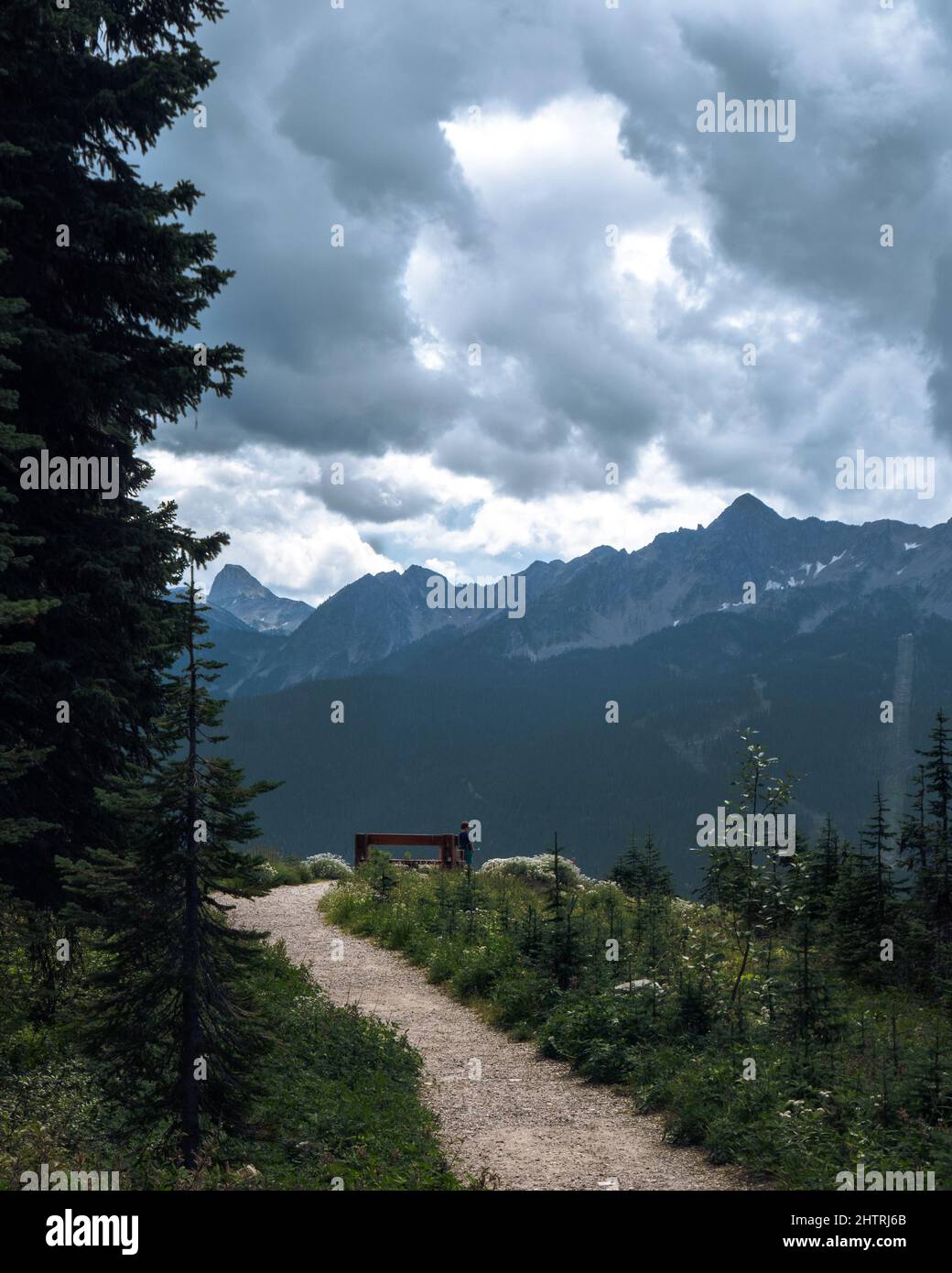 Vertical shot of the narrow path surrounded by the forests and the ...
