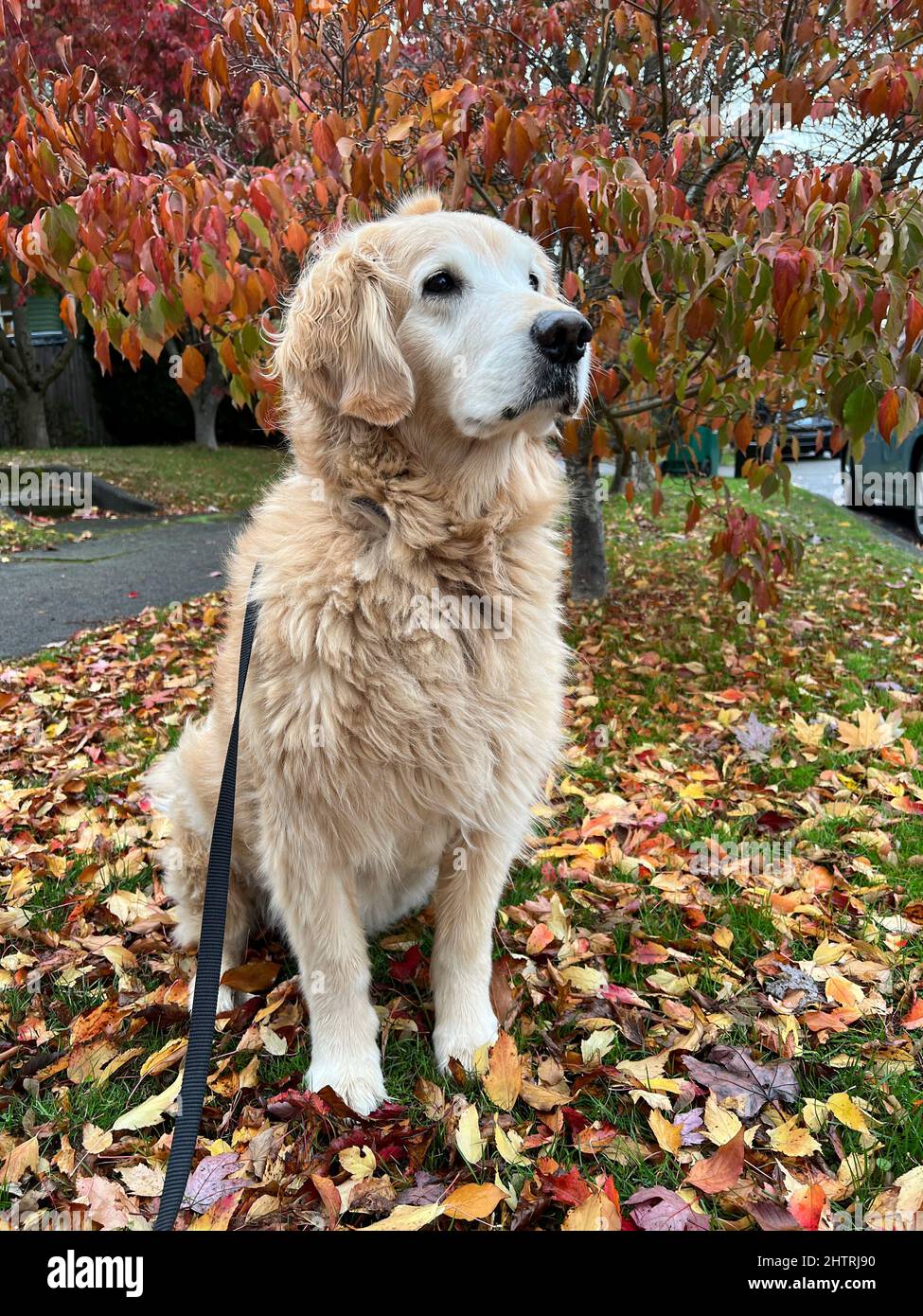 Golden retriever sitting on colorful fall leaves Stock Photo - Alamy