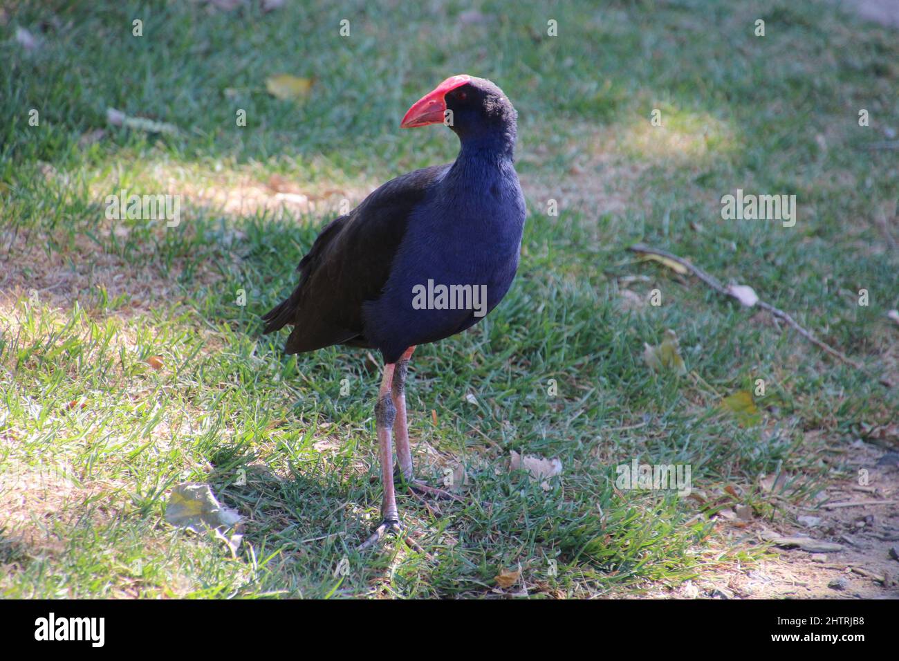 Small pukeko hi-res stock photography and images - Alamy