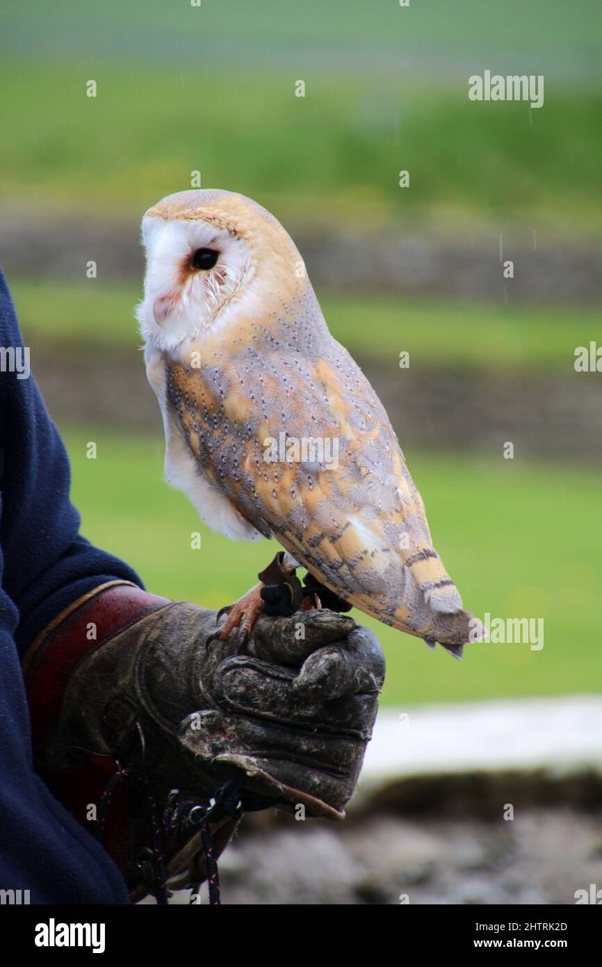 Young Barn-owl Mainland, Orkney, Scotland Stock Photo - Alamy