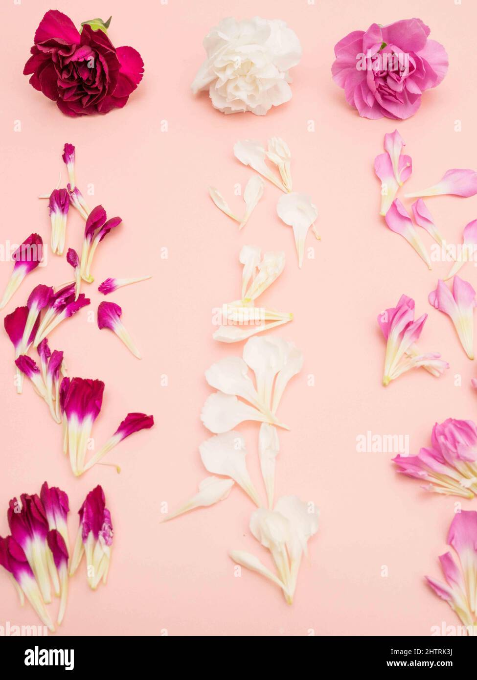 Three pink carnations hi-res stock photography and images - Alamy