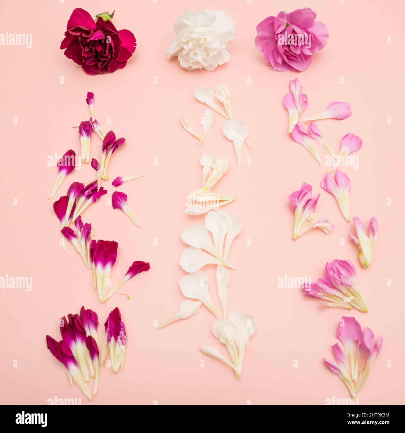 Three mini carnation with falling petals on pink blush background Stock ...