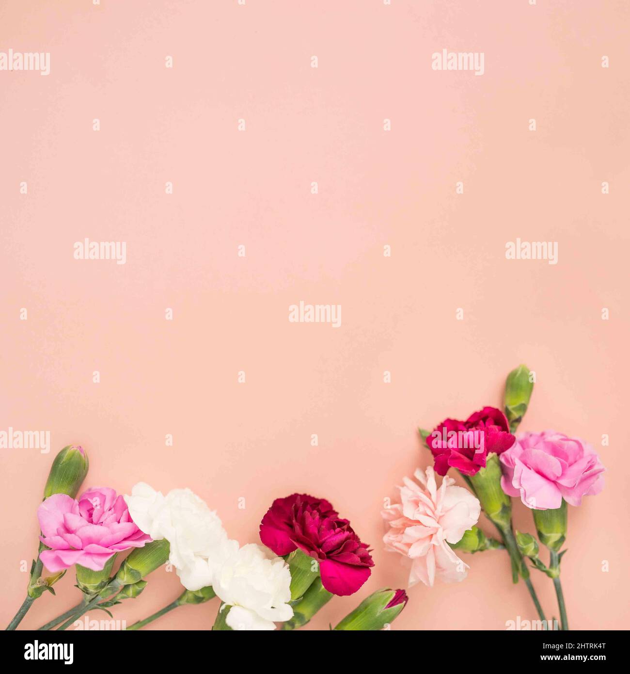carnation stems on pink background Stock Photo - Alamy