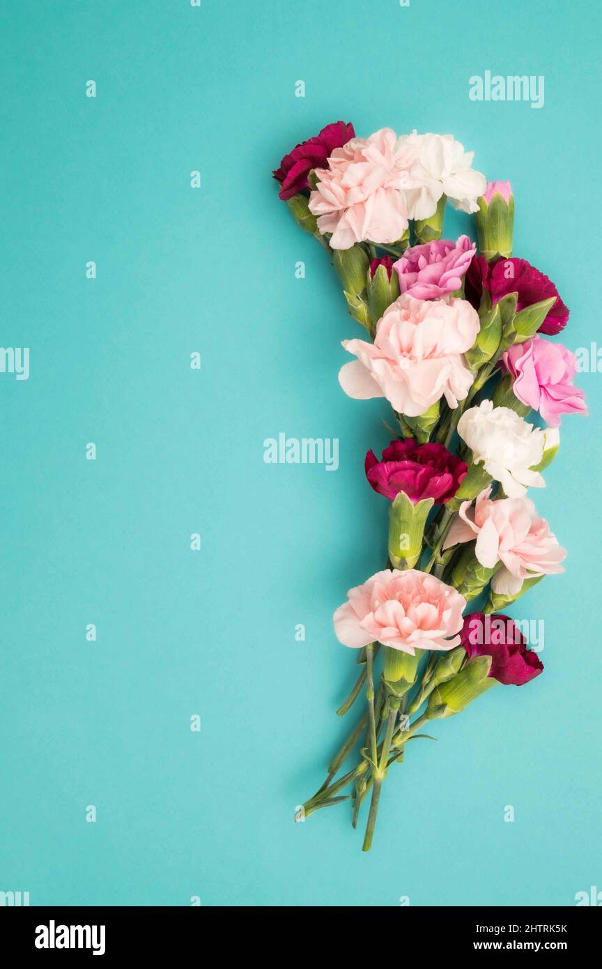 Blue carnations hi-res stock photography and images - Alamy