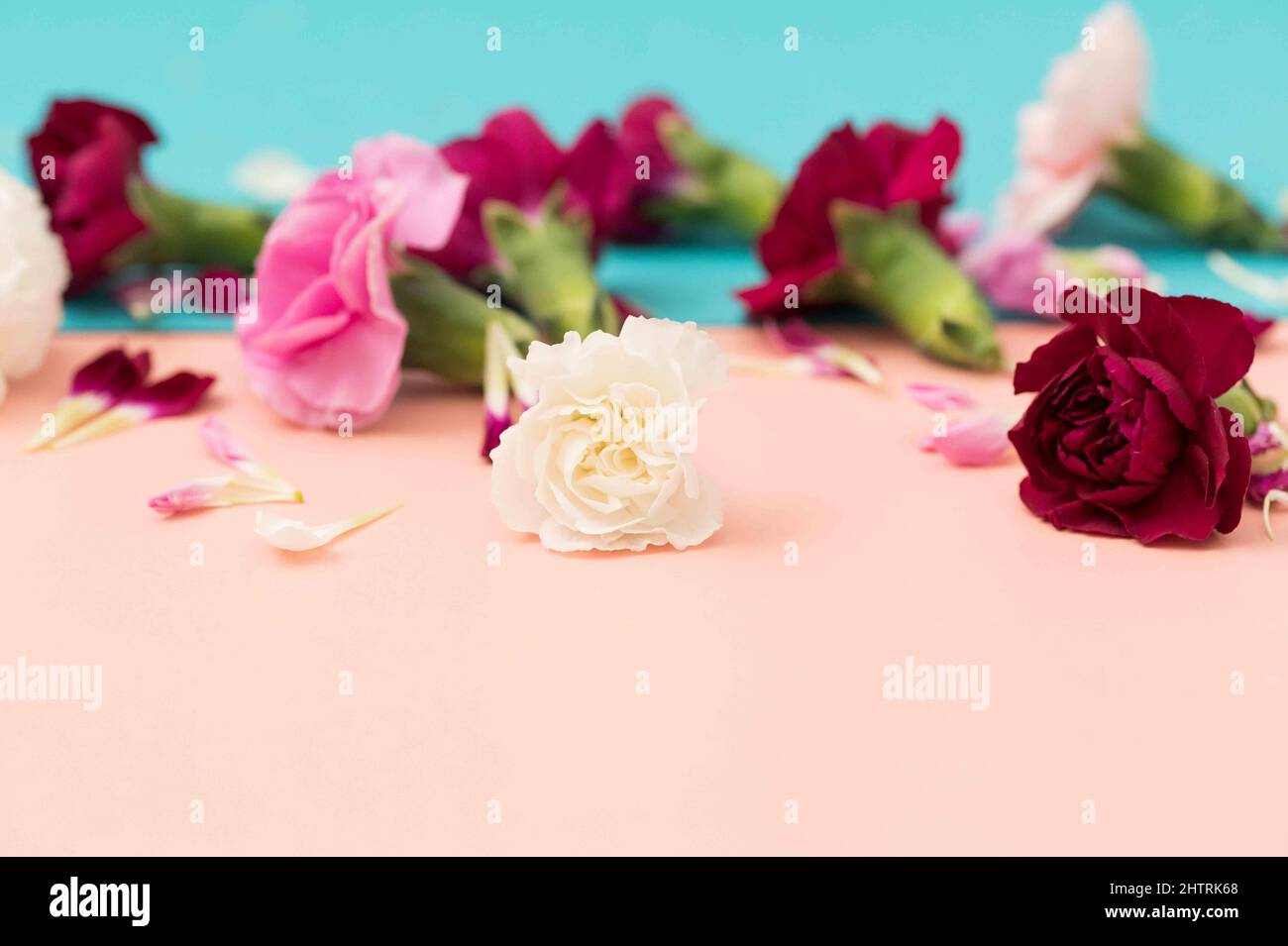 Horizontal floral flat lay with blooms and petals Stock Photo - Alamy