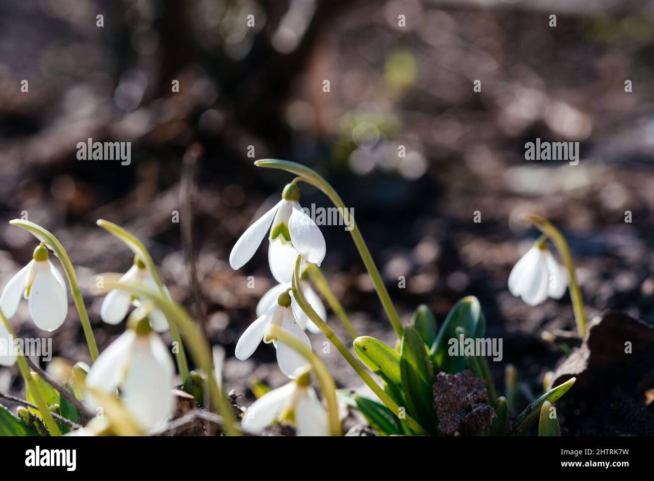 First spring snowdrop flowers in the garden Stock Photo - Alamy