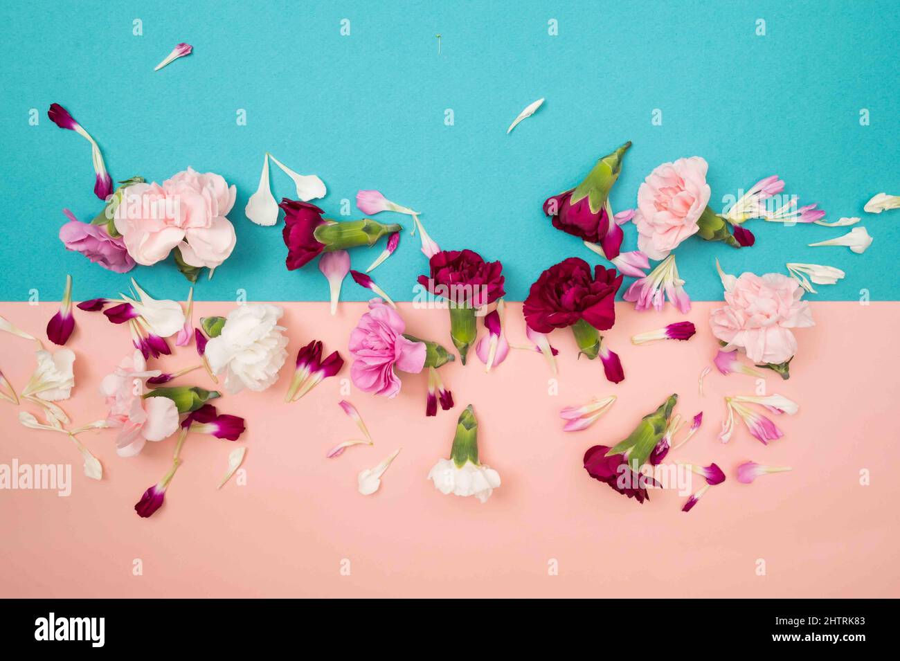 Horizontal floral flat lay with mini carnation blooms and petals Stock ...