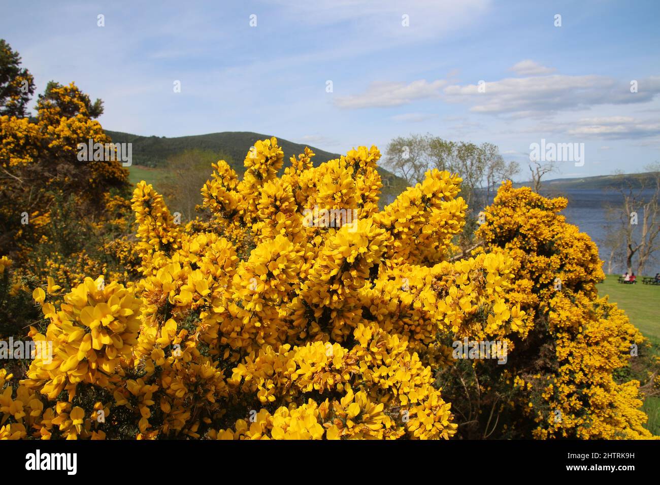Scotch broom close up, Scotland Stock Photo - Alamy