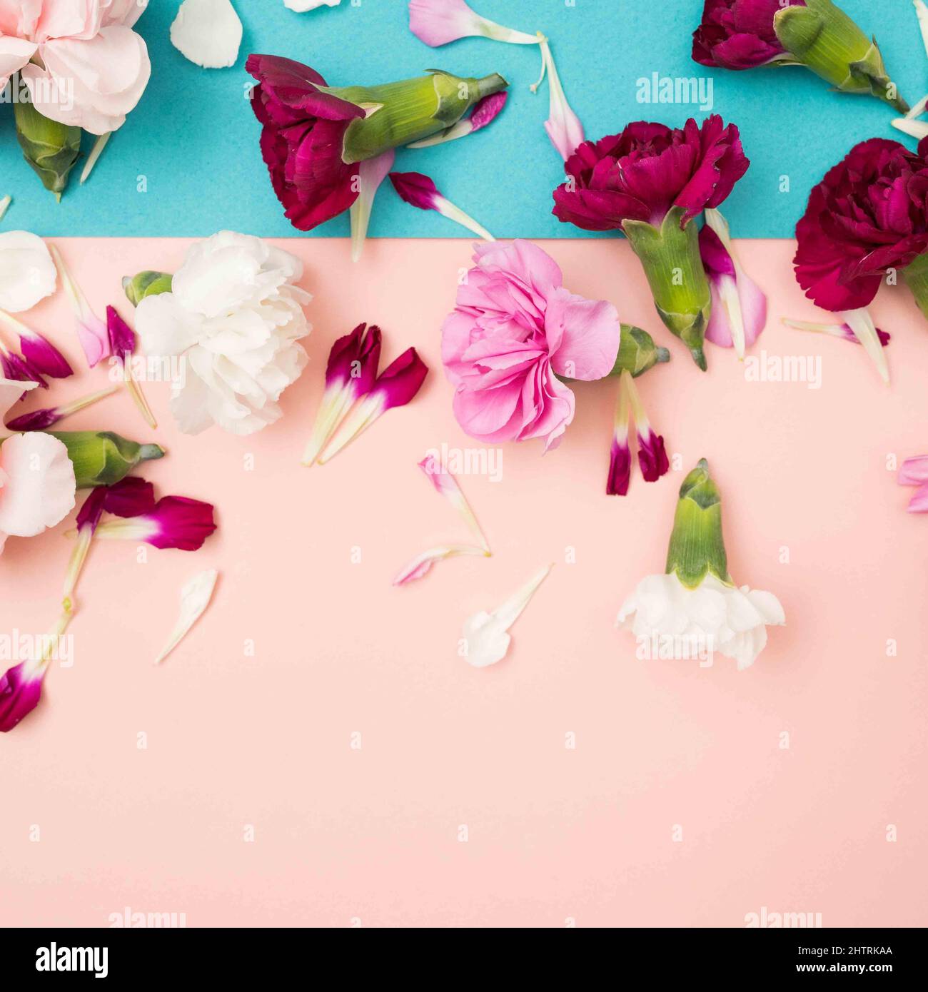 Floral flat lay with mini carnation blooms and petals Stock Photo - Alamy