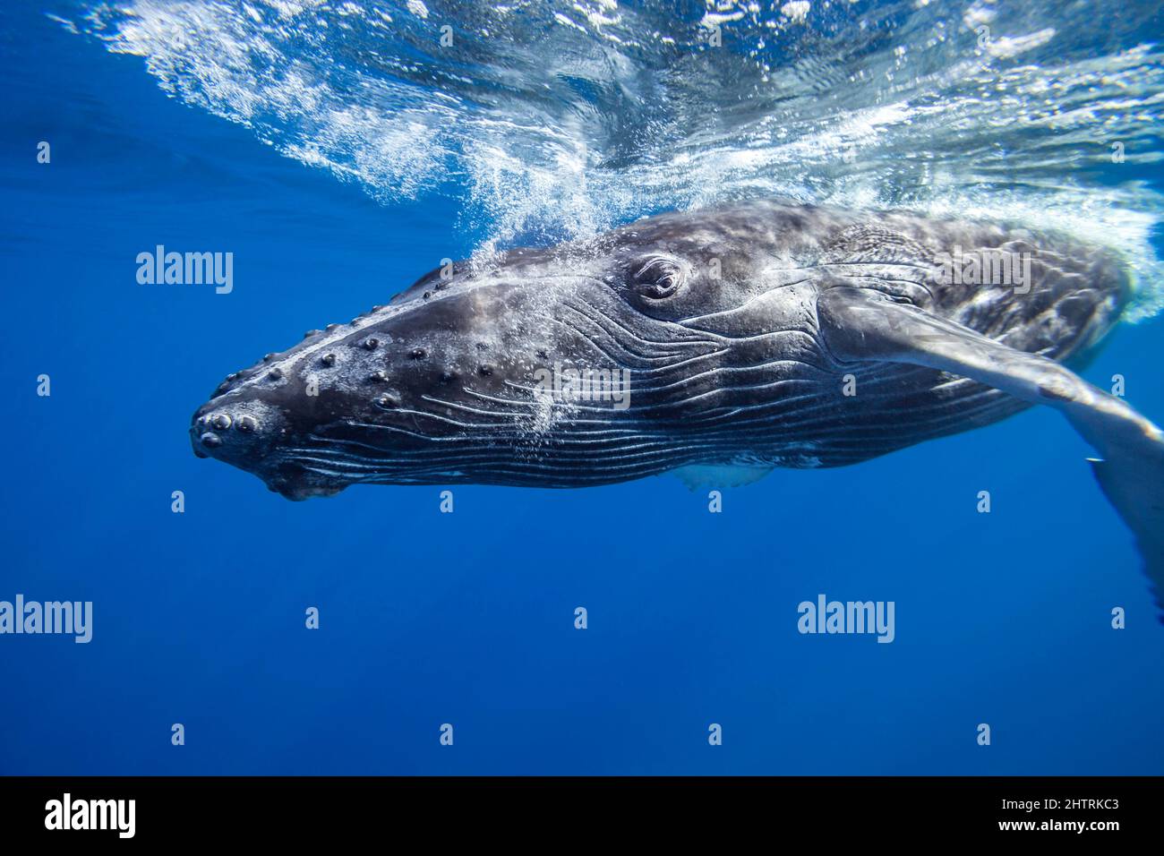 Humpback Whale Eye Humpback Whale Eye Maui Hawaii Art Print By Flip