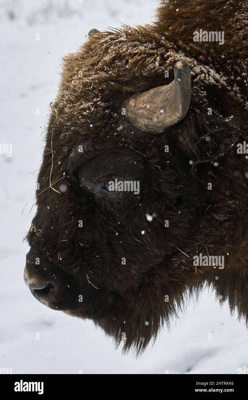 Bull head profile hi-res stock photography and images - Alamy
