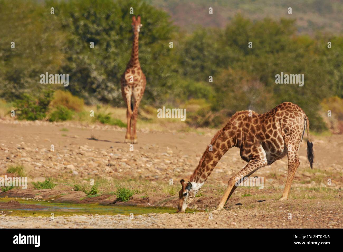 The tallest creature on earth. Shot of giraffes in their natural ...