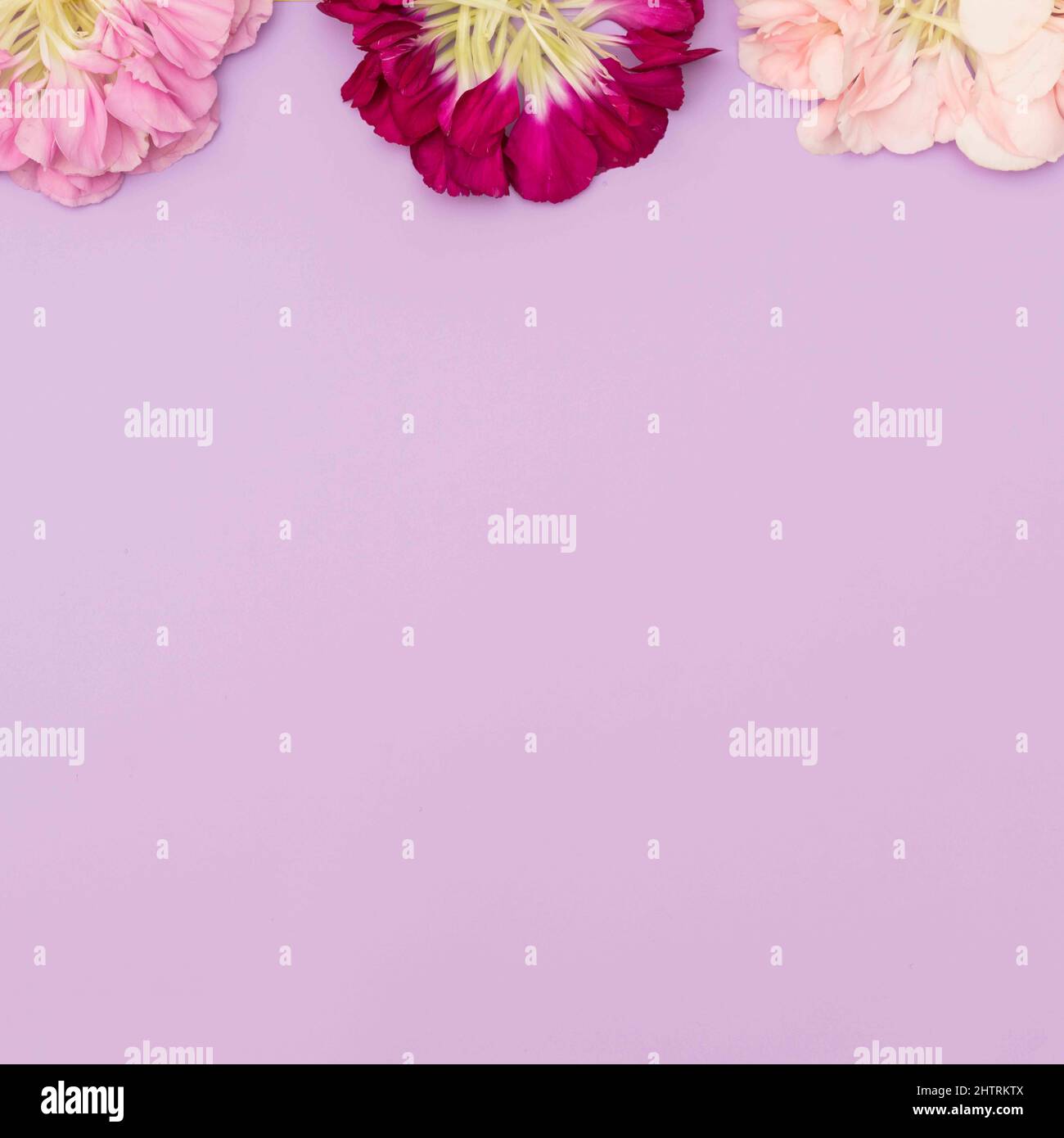 Lavender background with deconstructed flowers Stock Photo - Alamy