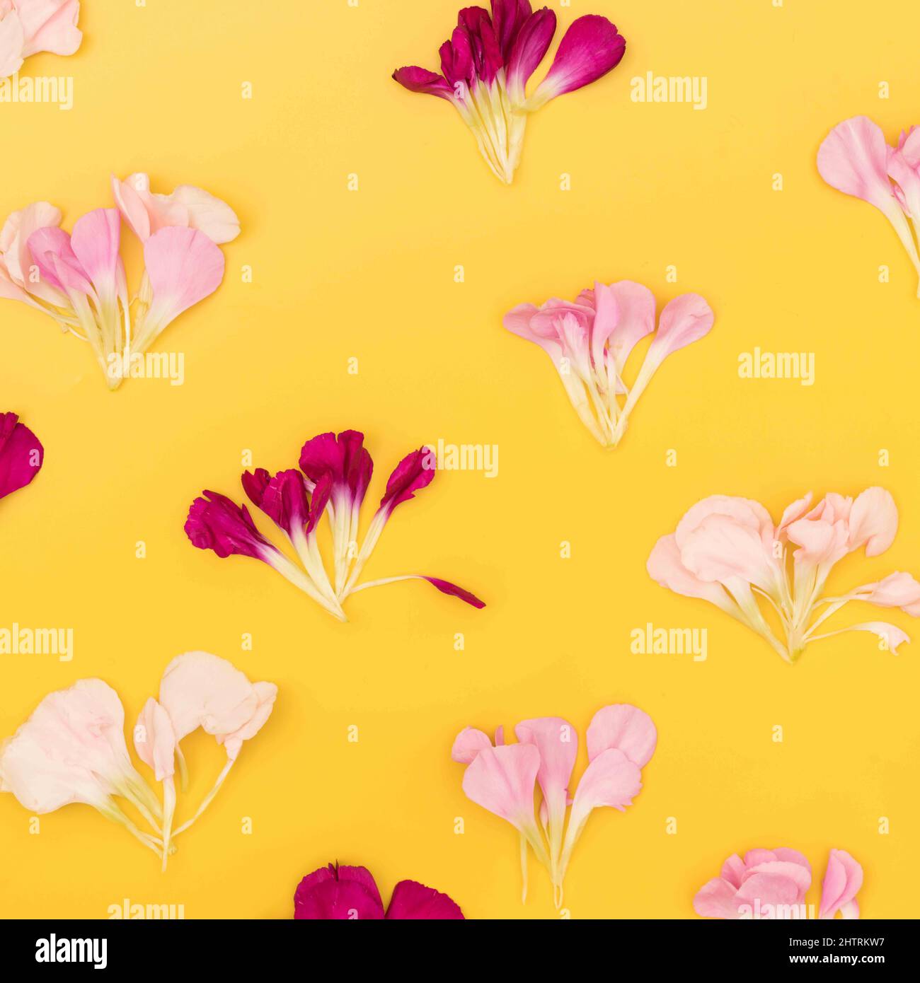 Deconstructed flower hi-res stock photography and images - Alamy