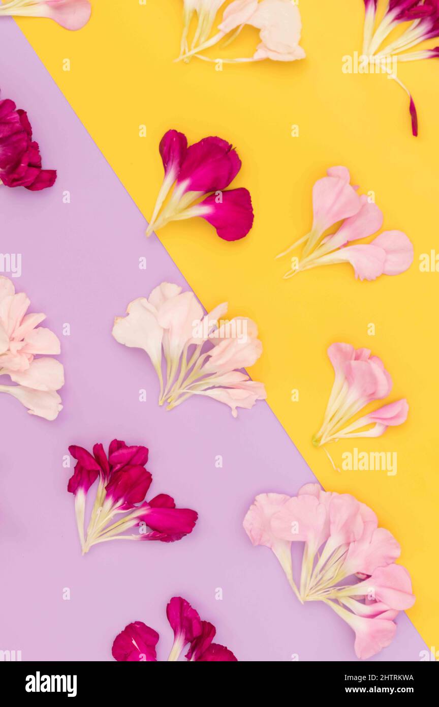 Bright yellow and lavender color block floral flat lay with petals ...