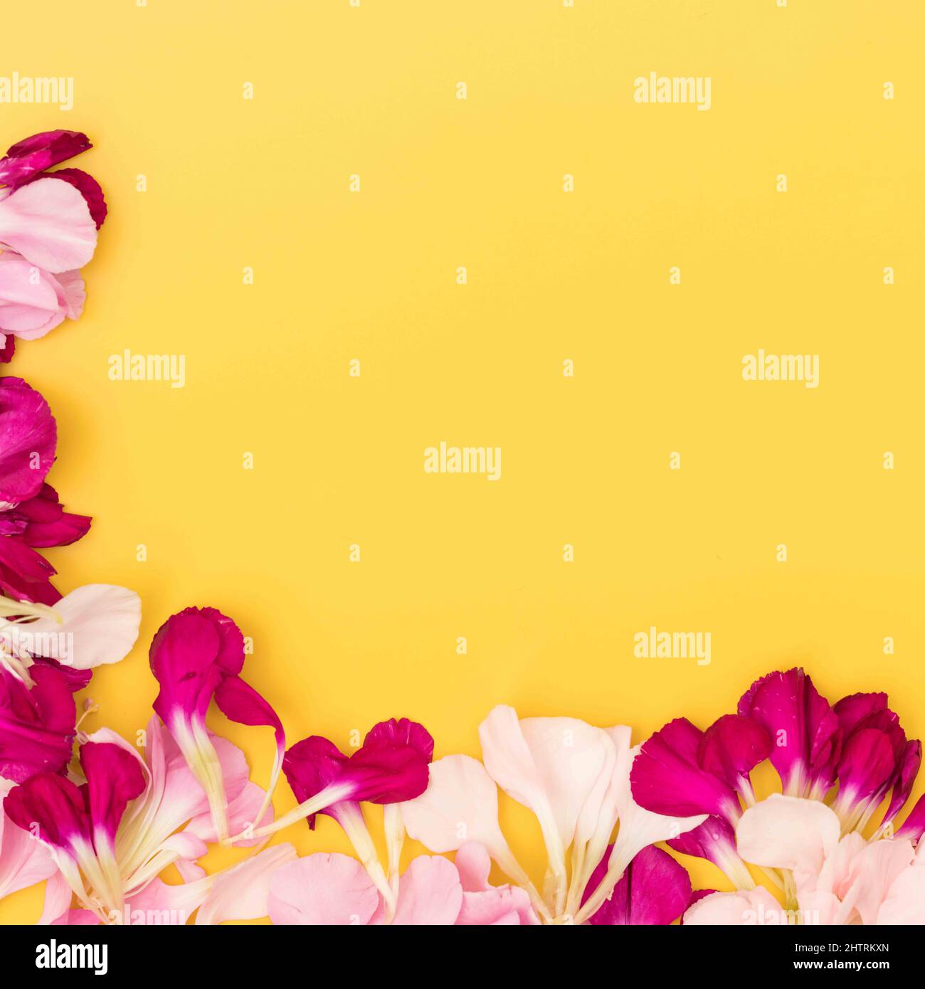 Yellow and maroon flower hi-res stock photography and images - Alamy