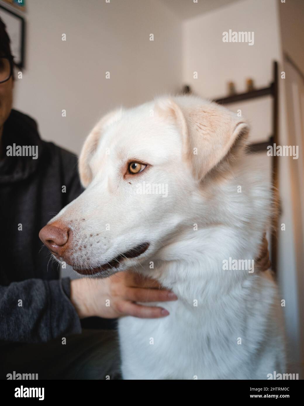 Labrador inside a house hi-res stock photography and images - Alamy