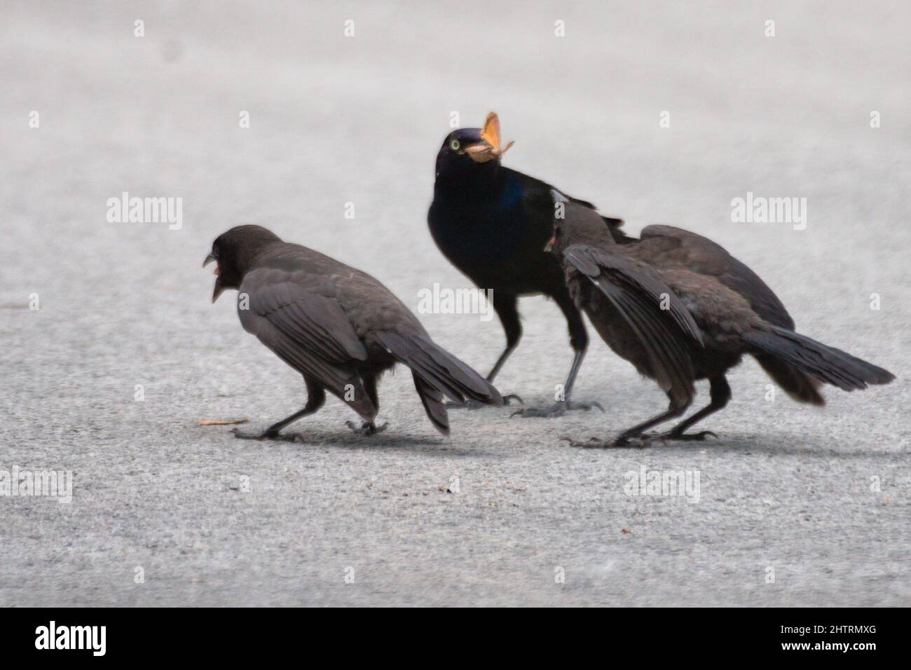 Three ravens on the ground in the street on a gloomy day Stock Photo ...