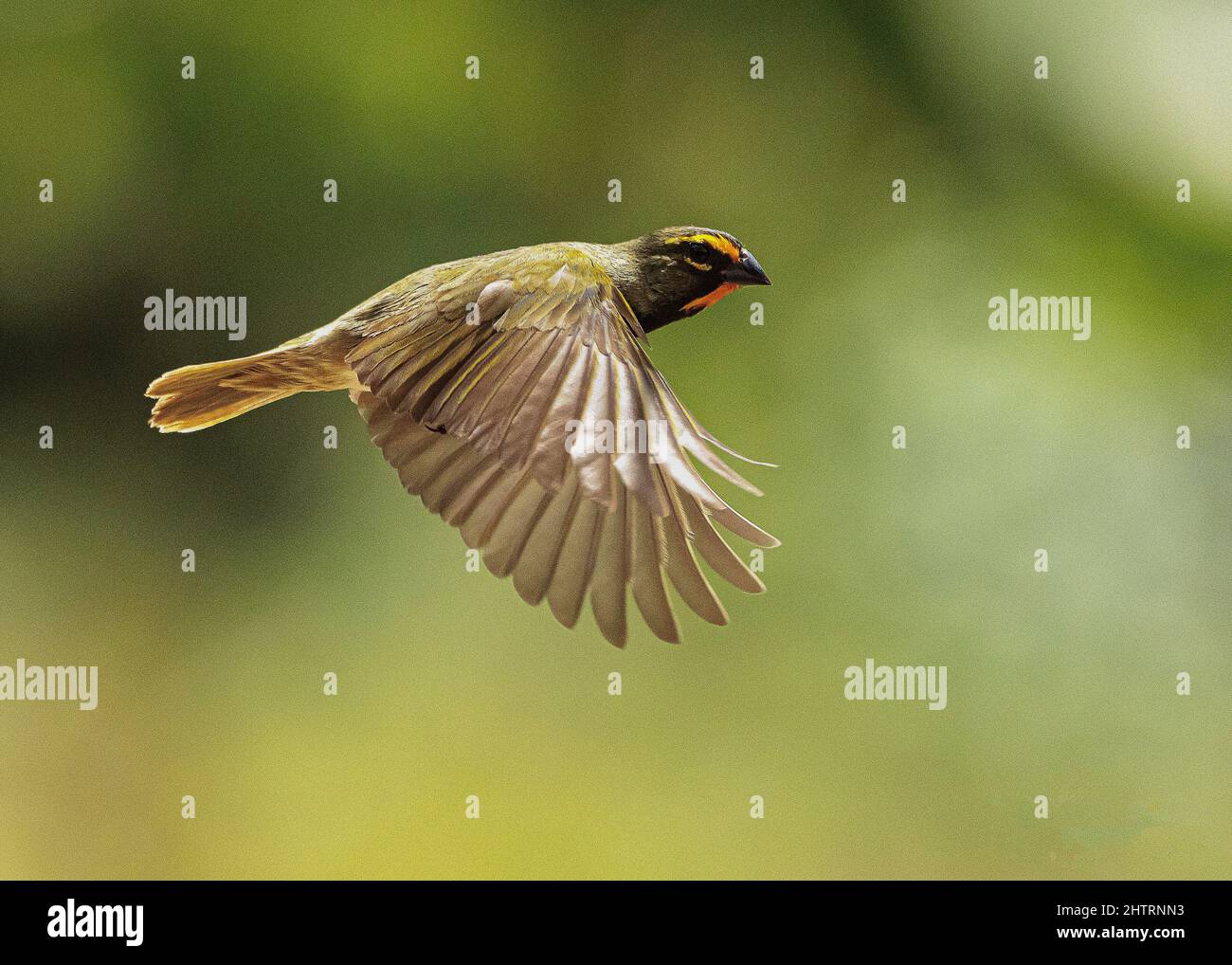 Closeup of a The bluethroat (Luscinia svecica) in flight Stock Photo ...