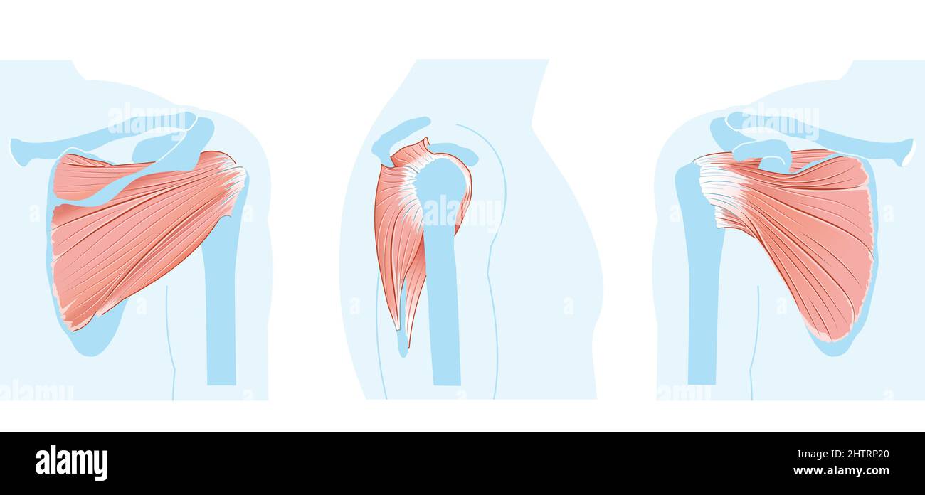 Illustration showing shoulder anatomy. Rotator cuff muscles. Labeled ...