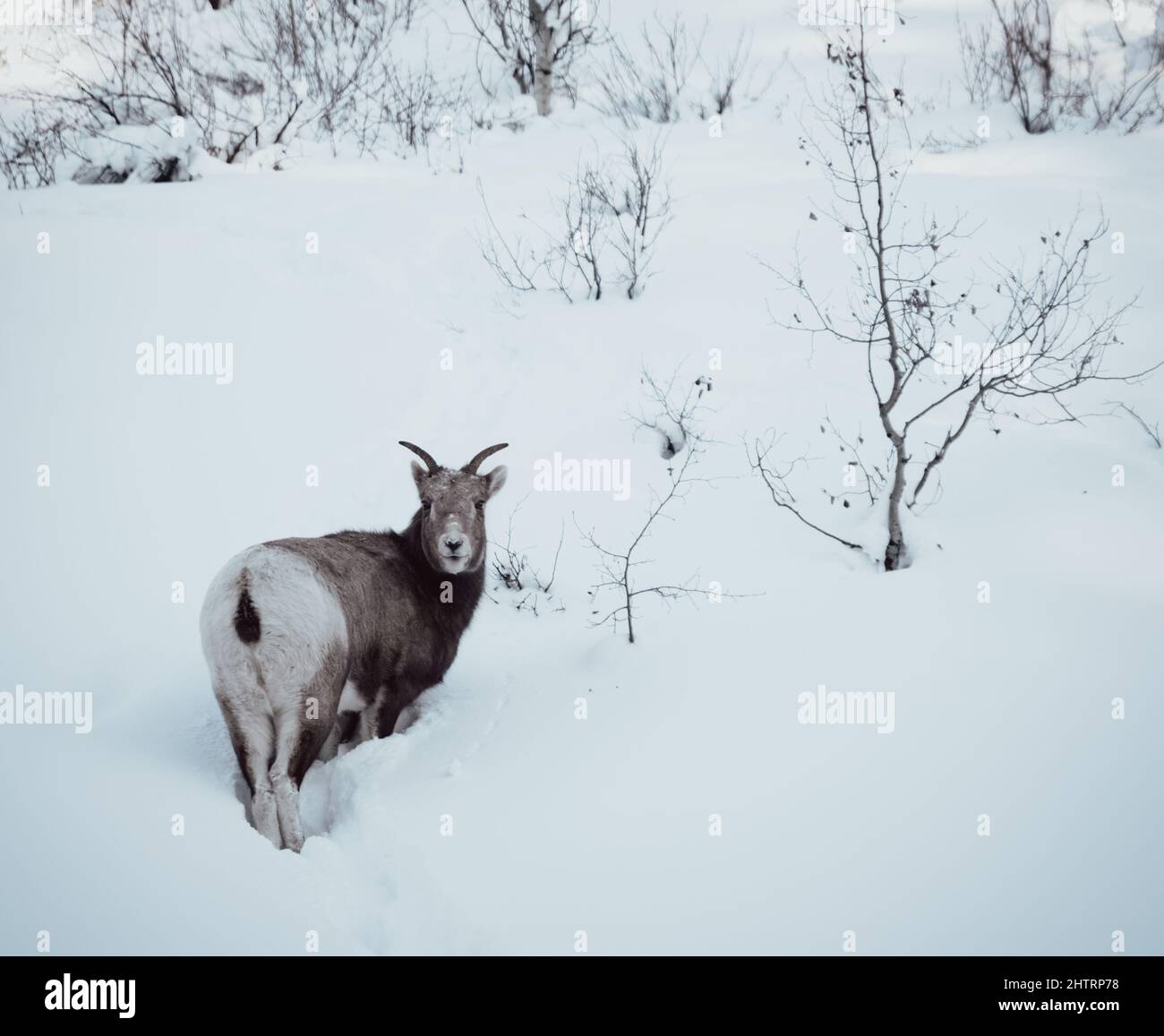 Goat in a snowy field in Canada Stock Photo - Alamy
