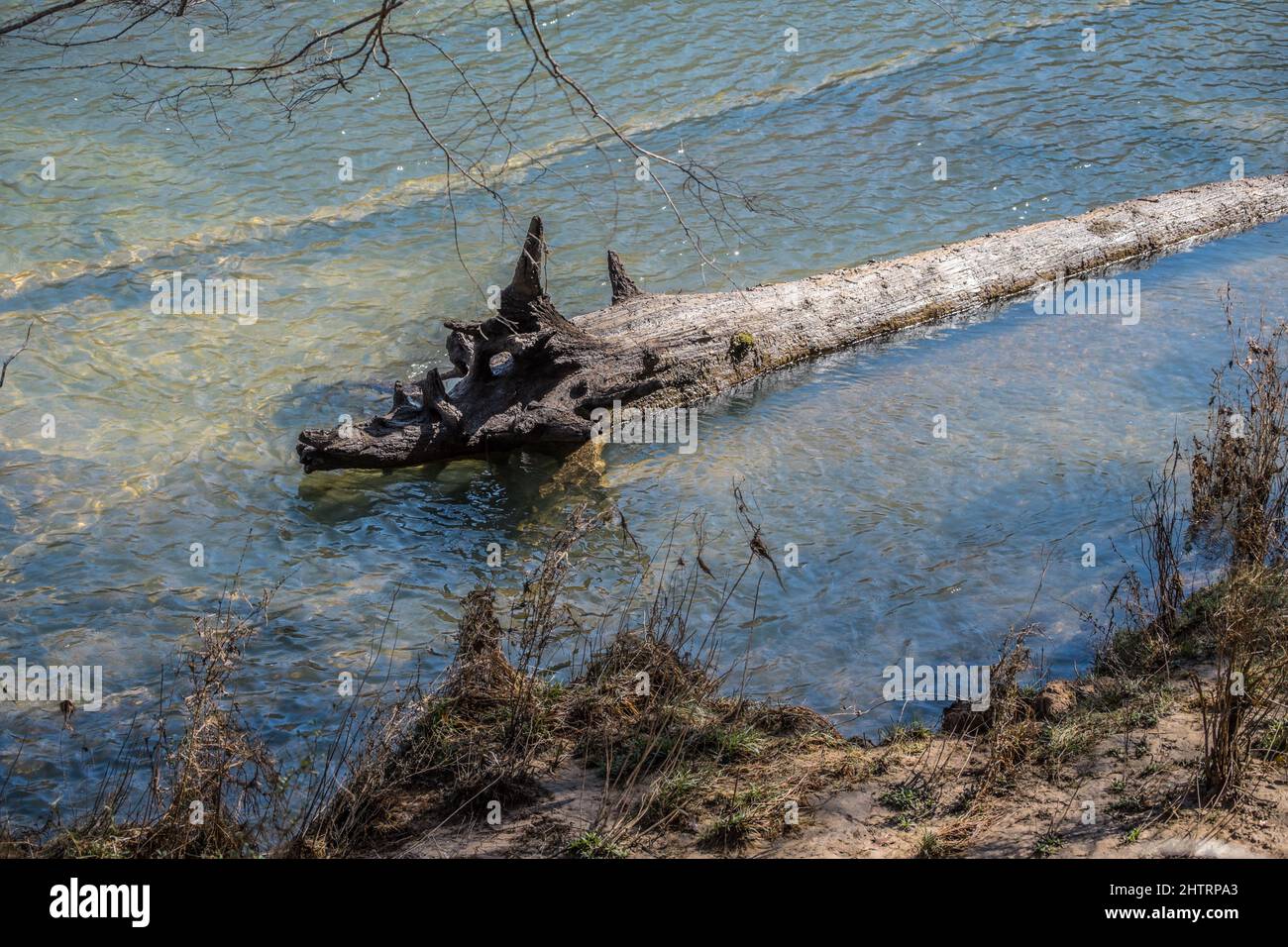 A few trees along the riverbank have fallen into the water some fully ...