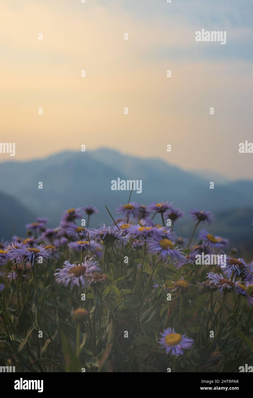 Selective of purple flowers on a hill on the sunset Stock Photo - Alamy