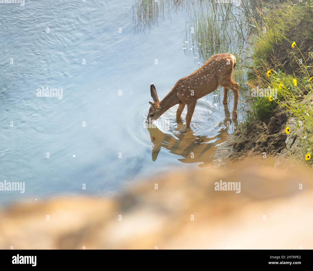Spotted deer drinking water from a river Stock Photo - Alamy