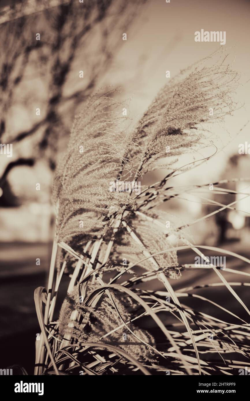 Reed frame hi-res stock photography and images - Alamy