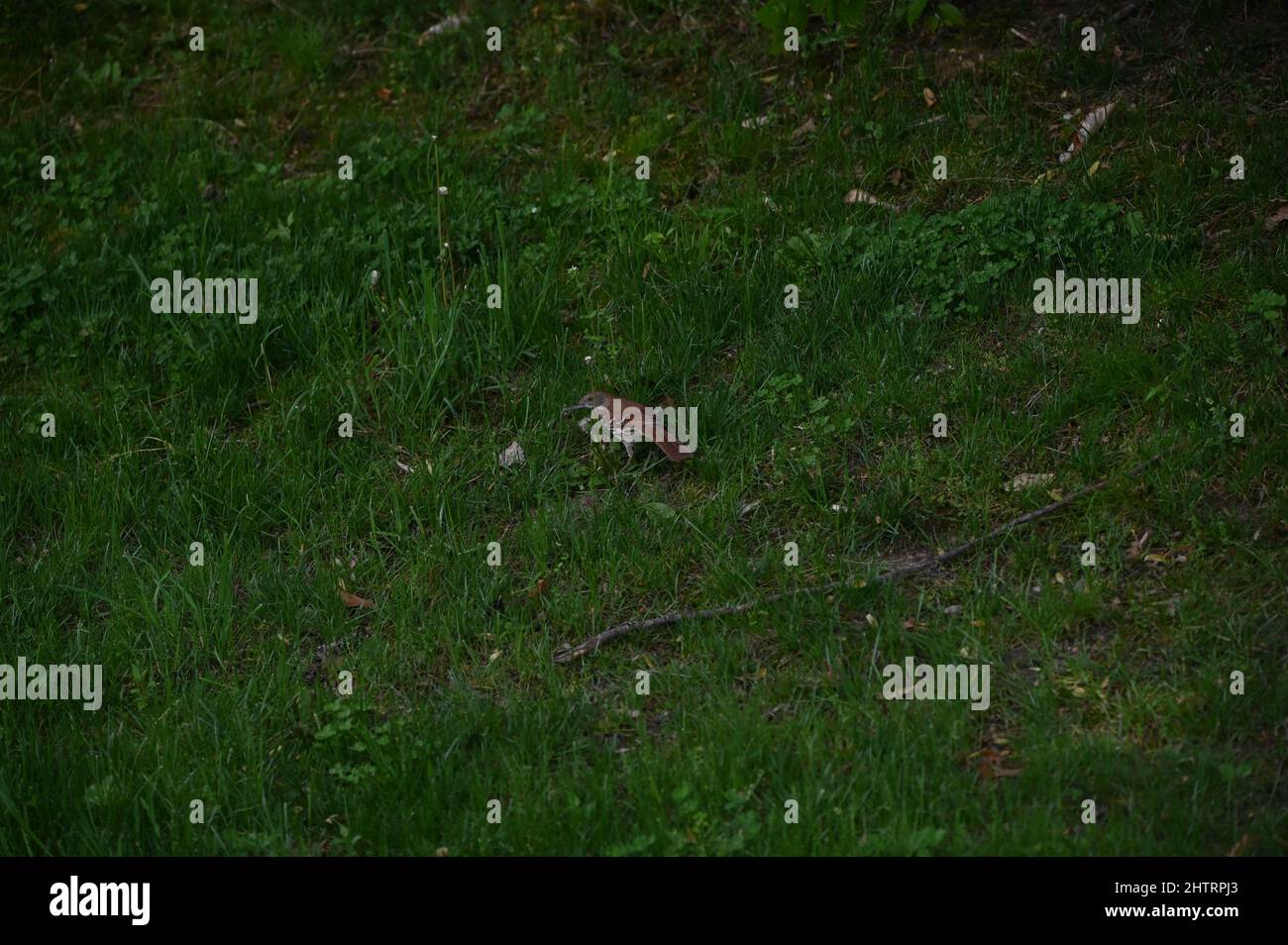 Small Brown Thrasher on the green grass in the park on a gloomy day ...