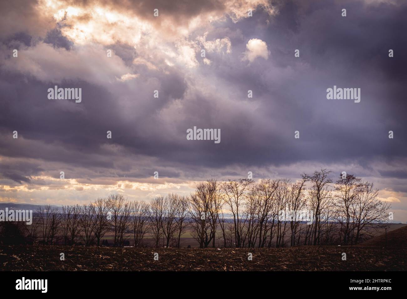 Wind break tree line under a dramatic colorful sky with sun beams ...
