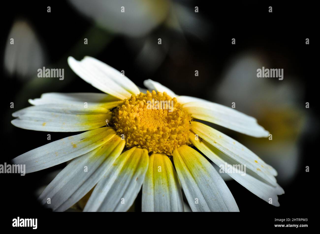 Wild daisy flower. Plants and nature Stock Photo - Alamy