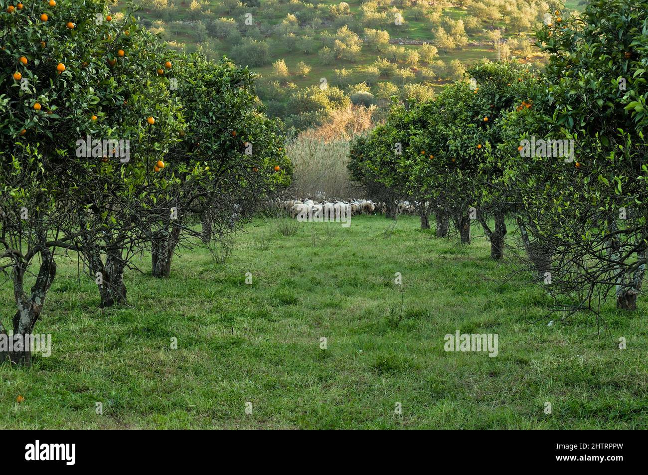 Orange Farm Field and Sheep Flock Stock Photo - Alamy