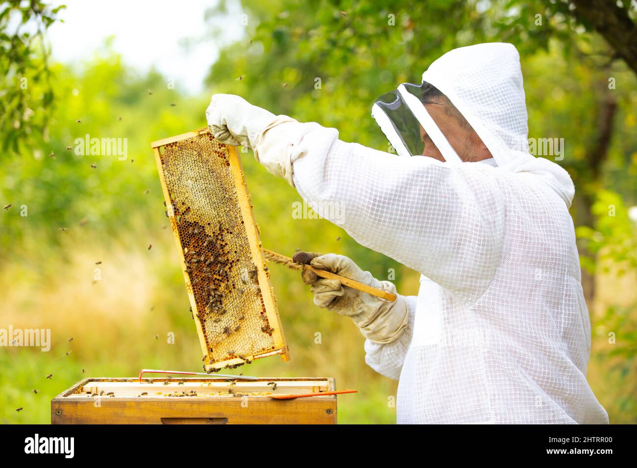 Beekeeper on an apiary, Beekeeper is working with bees and beehives on ...