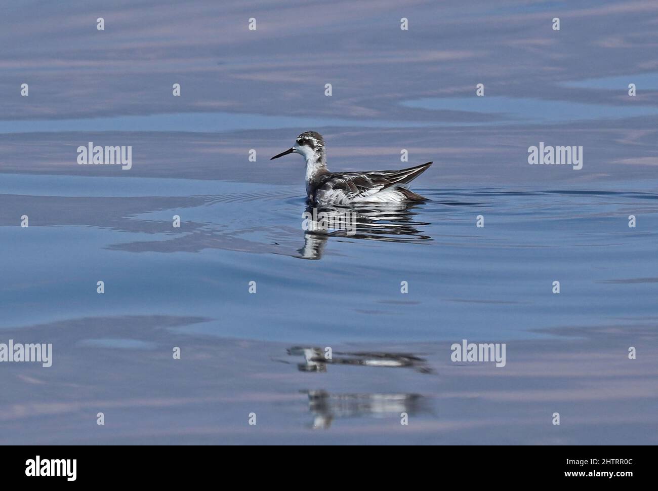 Red-necked Phalarope (Phalaropus lobatus) adult swimming on sea Oman ...