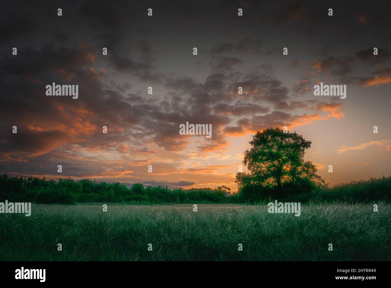 Uk field sunset tree hi-res stock photography and images - Alamy
